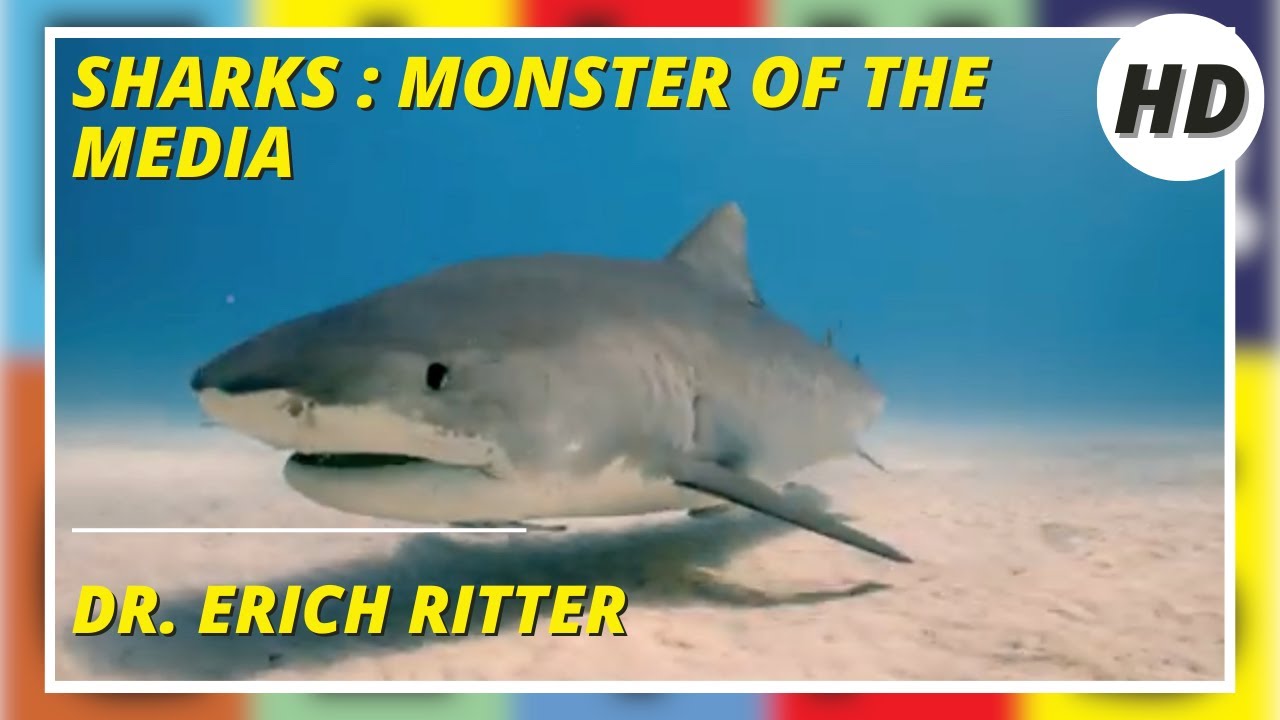 Sharks: Monster of the Media | HD | Dr. Erich Ritter | Documentary ...