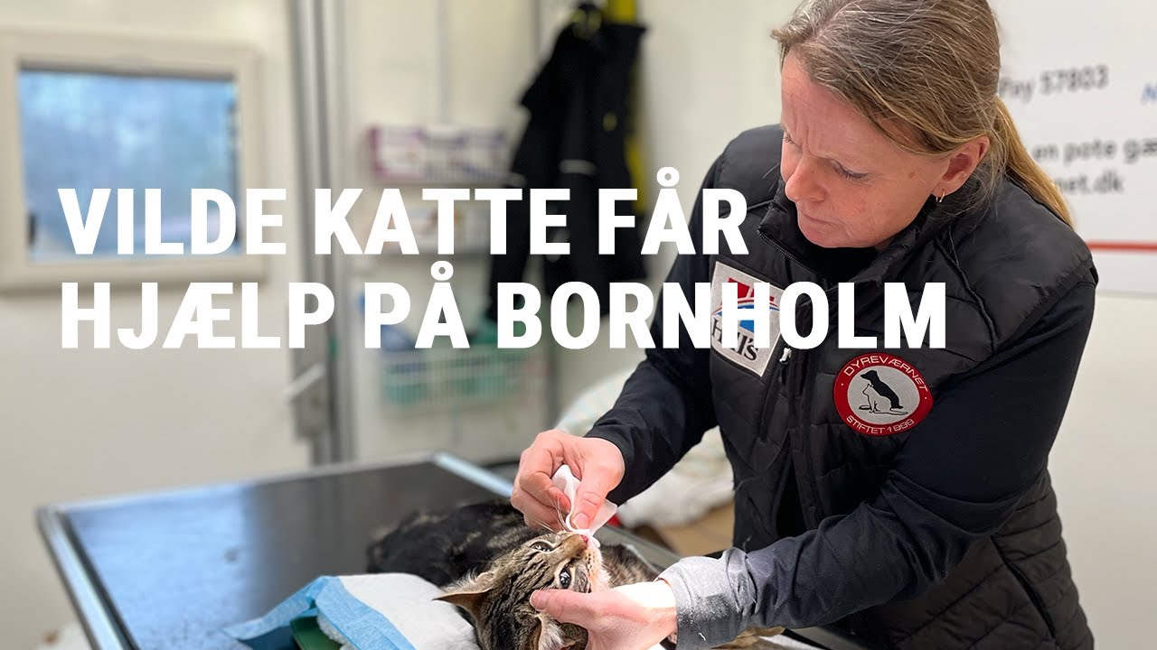 Frynseklinikken på Bornholm – hjælper de vilde katte - YouTube