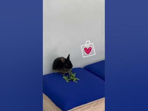 #кролик #озон #ozon #пасхальныйкролик #воскресенье #работа #весна # ...
