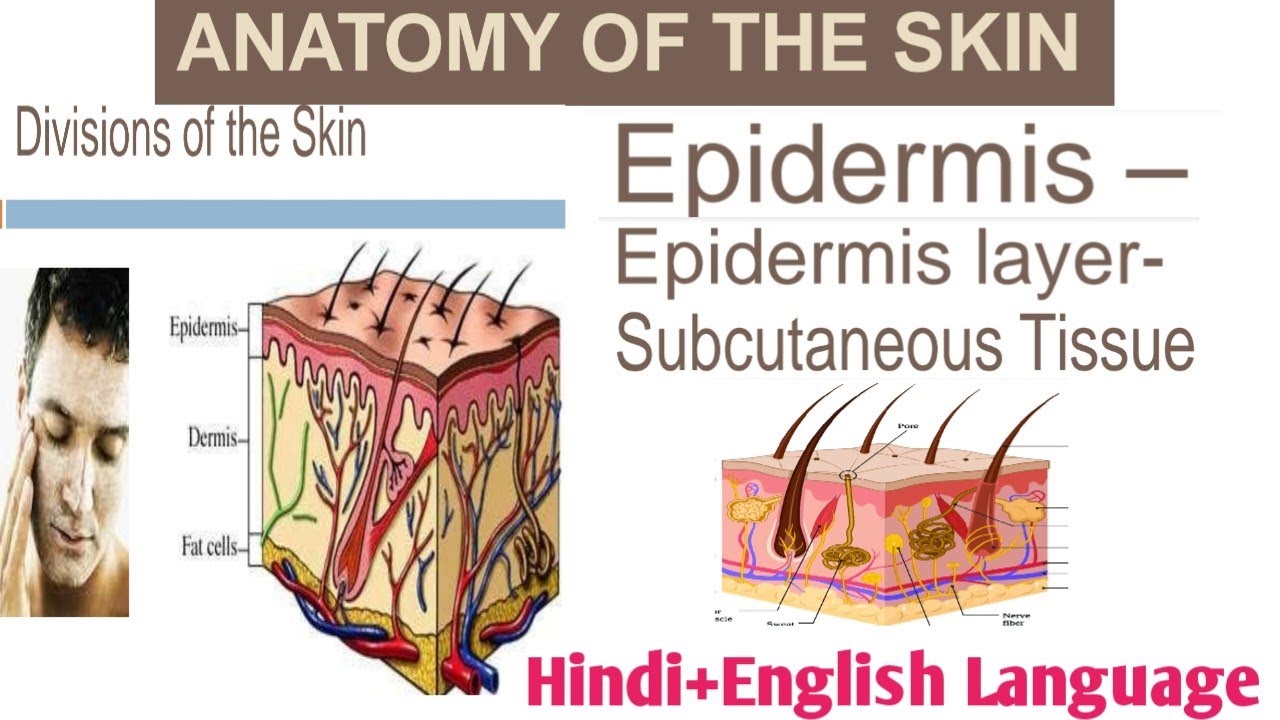 Structure And Function Of Skin || HAP Unit 2 || B Pharmacy #skin #hap ...