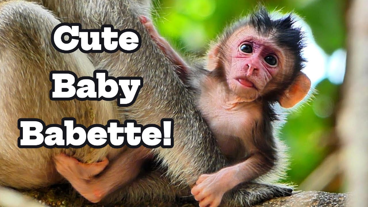 So Sweet! Newborn Baby Babette’s Adorable Alertness 💖 ,@smsrmedia1540 ...