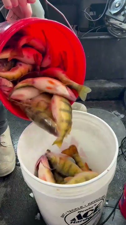 Ice fishing devils lake jumbo perch! #fishing - YouTube