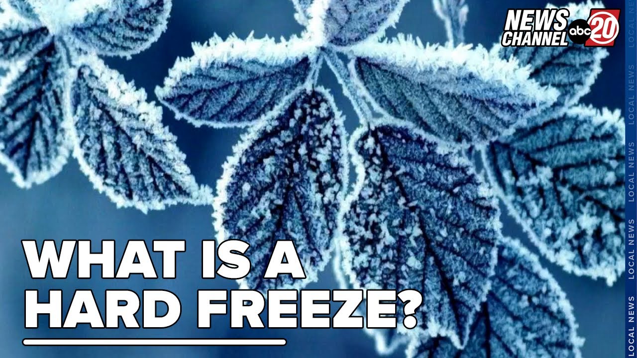 What Exactly is a Hard Freeze? - YouTube