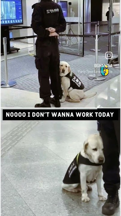 I Dont Wanna Work Codememes Memes Developermemes Codingmemes Comedy Coderslife Cute Youtube