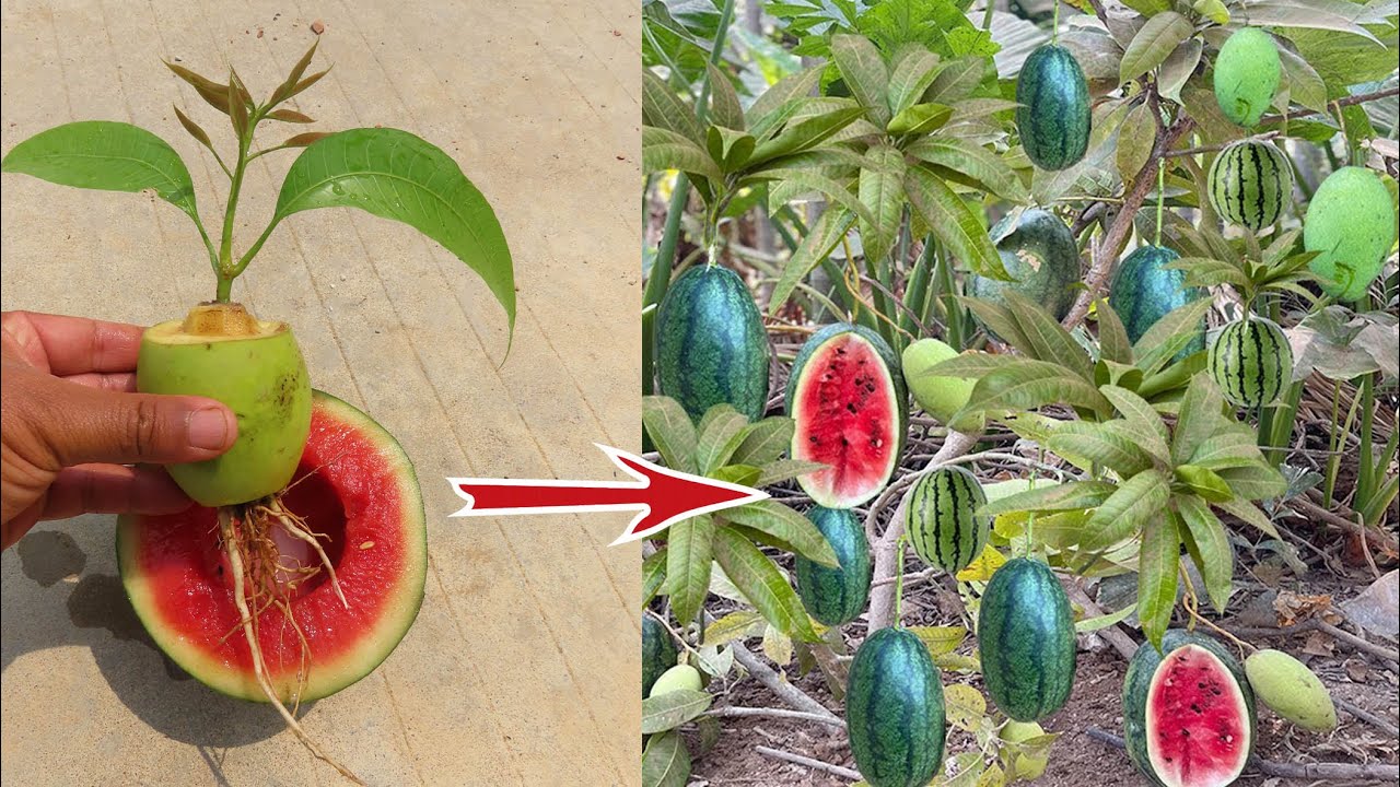 Good techniques for grafting Mango trees With Watermelon in fast ...