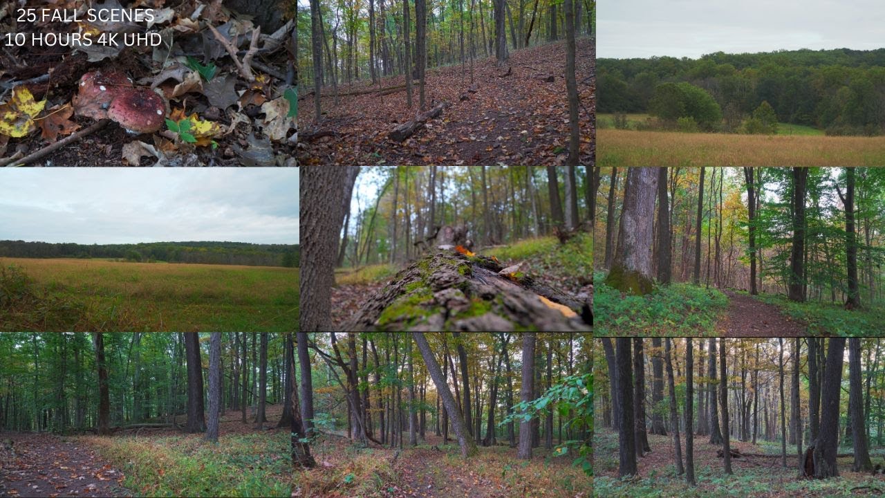 25 fall forest scenes with cricket sounds bird sounds, autumn scenery ...