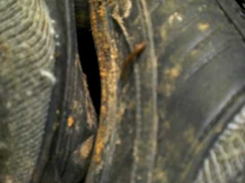 Crazy Leeches