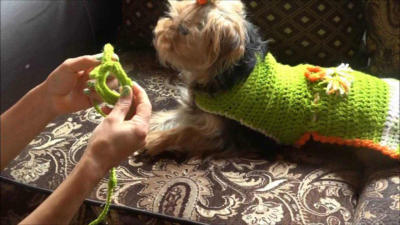 mascara para perros/ mask for dogs - YouTube