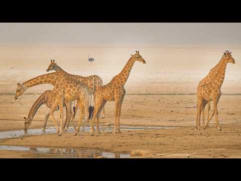 Güney Afrika Yaban Hayatı | Her Su Damlası İçin Savaş