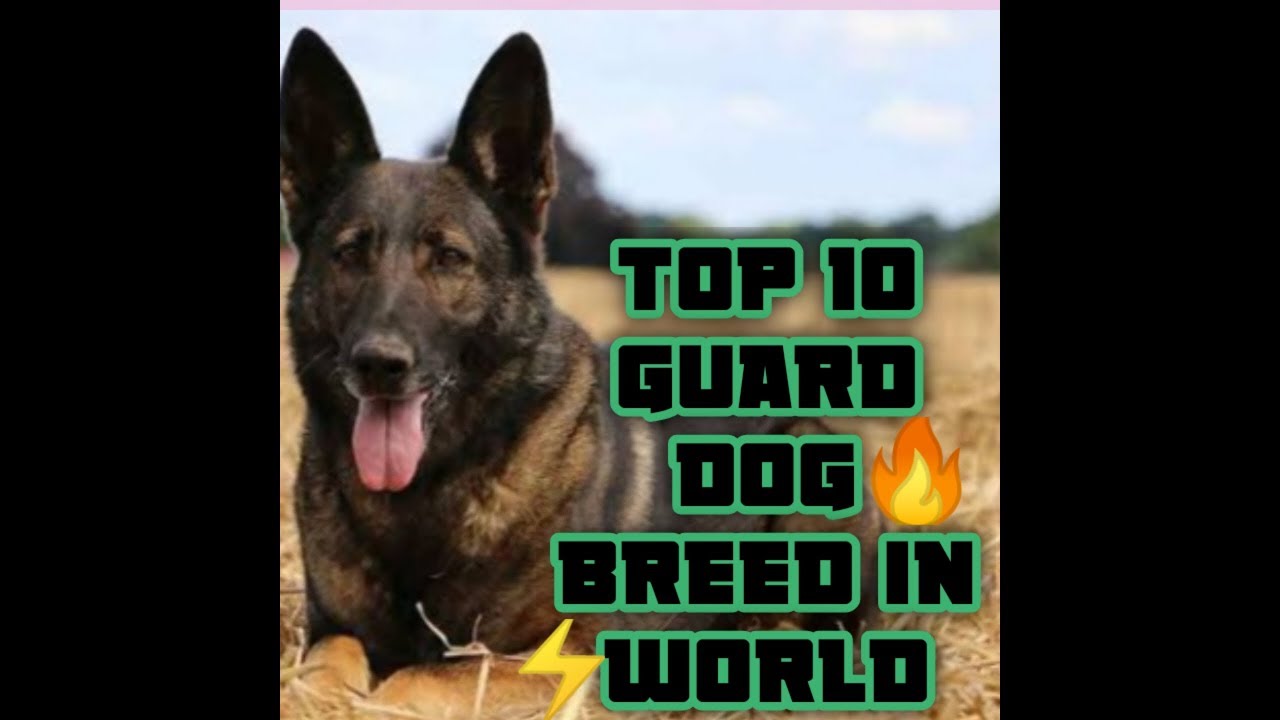 top 10 guard dog breed in world 😘🥰🔥||top 10 guard dog breed in world ...