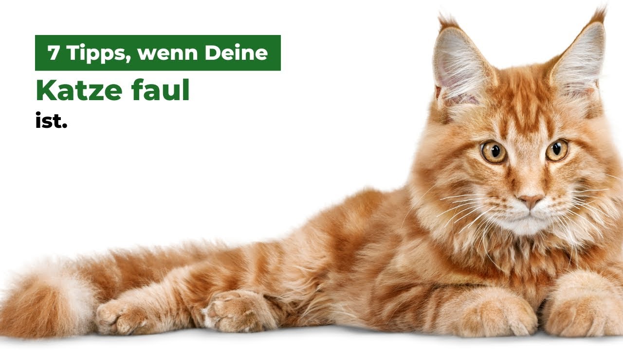 7 Tipps wenn deine Katze faul ist - YouTube