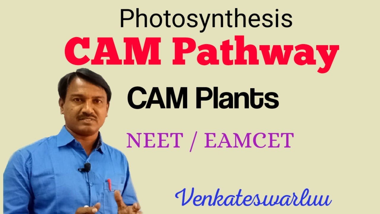 CAM Pathway | Crassulacean Acid Metabolism in Plants | Photosynthesis ...