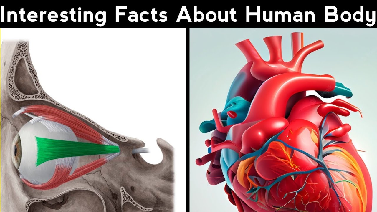 Interesting Facts About Human Body || #facts #factsinhindi #video#viral #eyeful - YouTube