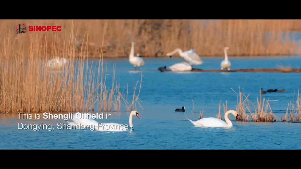 Sinopec Shengli Oilfield - YouTube