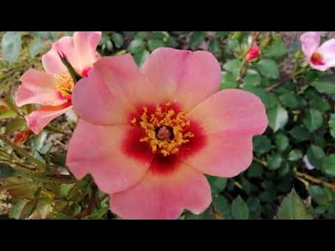 РОЗА ФО Ю АЙС ОНЛИ, (For Your Eyes Only). - YouTube