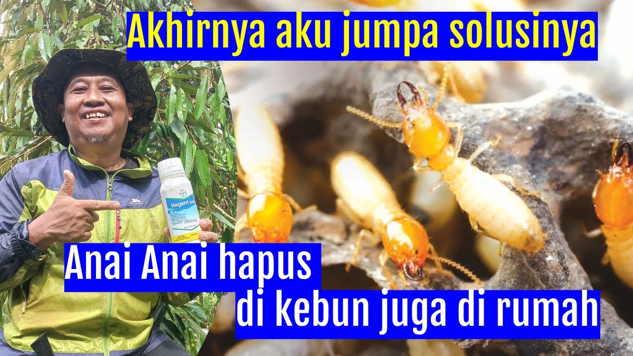 SOLUSI HAPUS ANAI ANAI DI KEBUN DURIAN DAN DI RUMAH | TIPS DAN CARANYA ...
