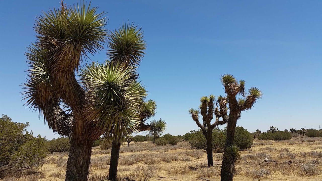 Mojave Yucca Night Lizards and Scorpions Caught Barehanded! - YouTube