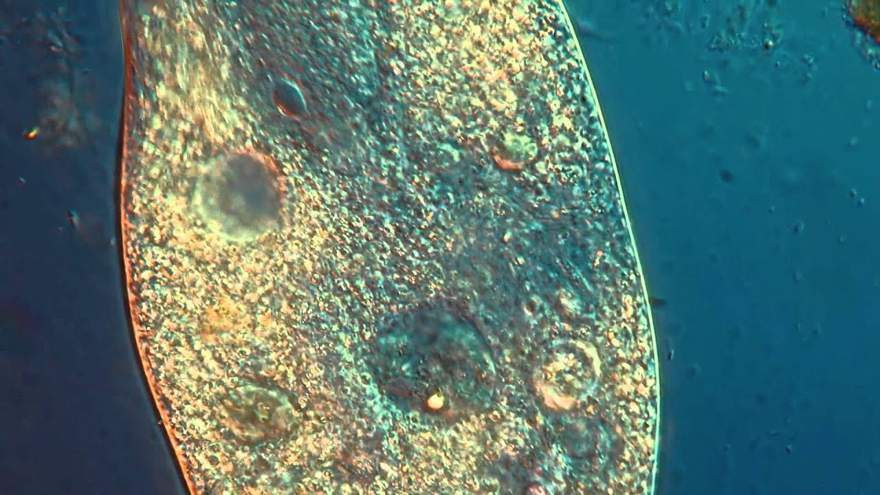 Protozoa in Extreme Detail, HD 1080p - YouTube