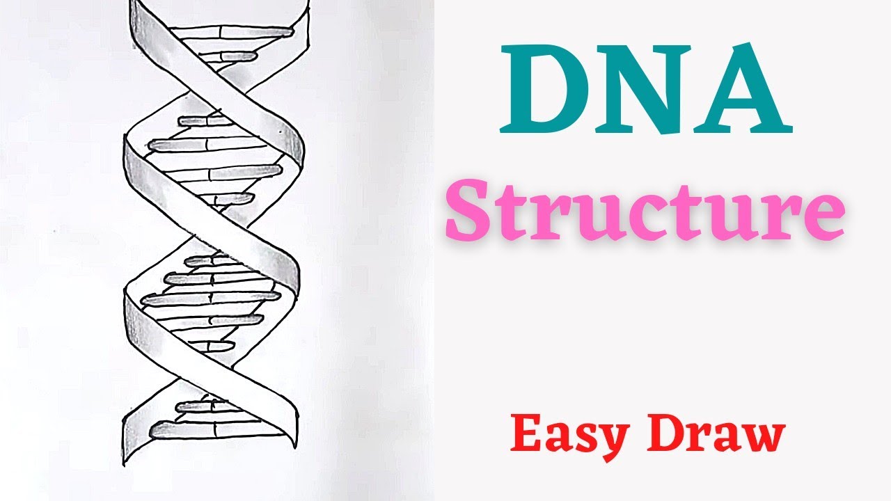 Simple Dna Structure Black And White