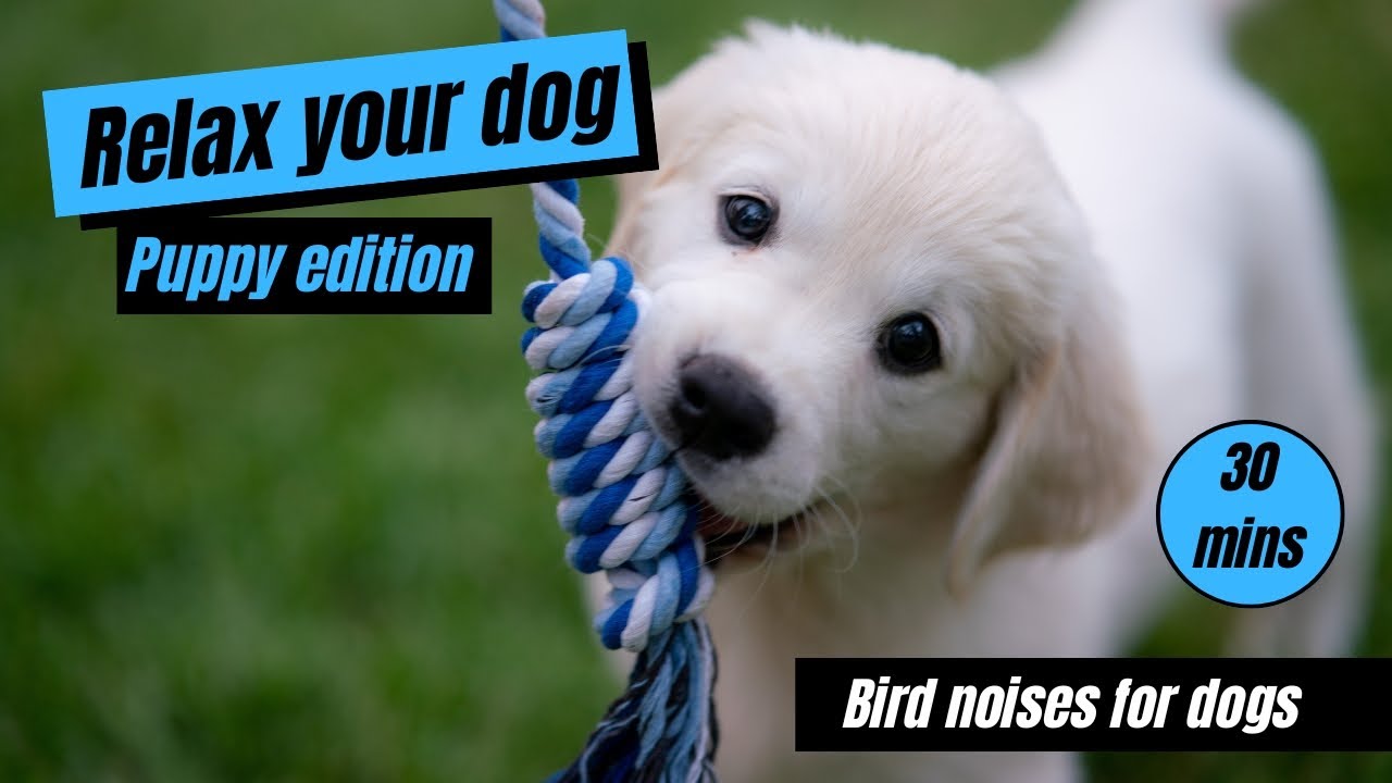 Bird noises for dogs. Puppy edition. - YouTube