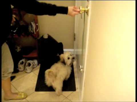 Hazel learns how to use the bells to go potty - YouTube