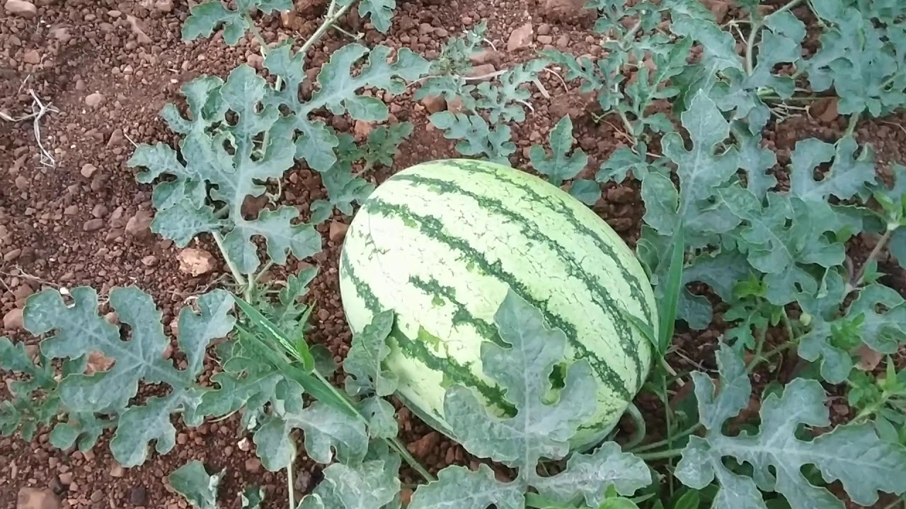 Namdhari Watermelon fruits garden #fruitssupplyindia - YouTube