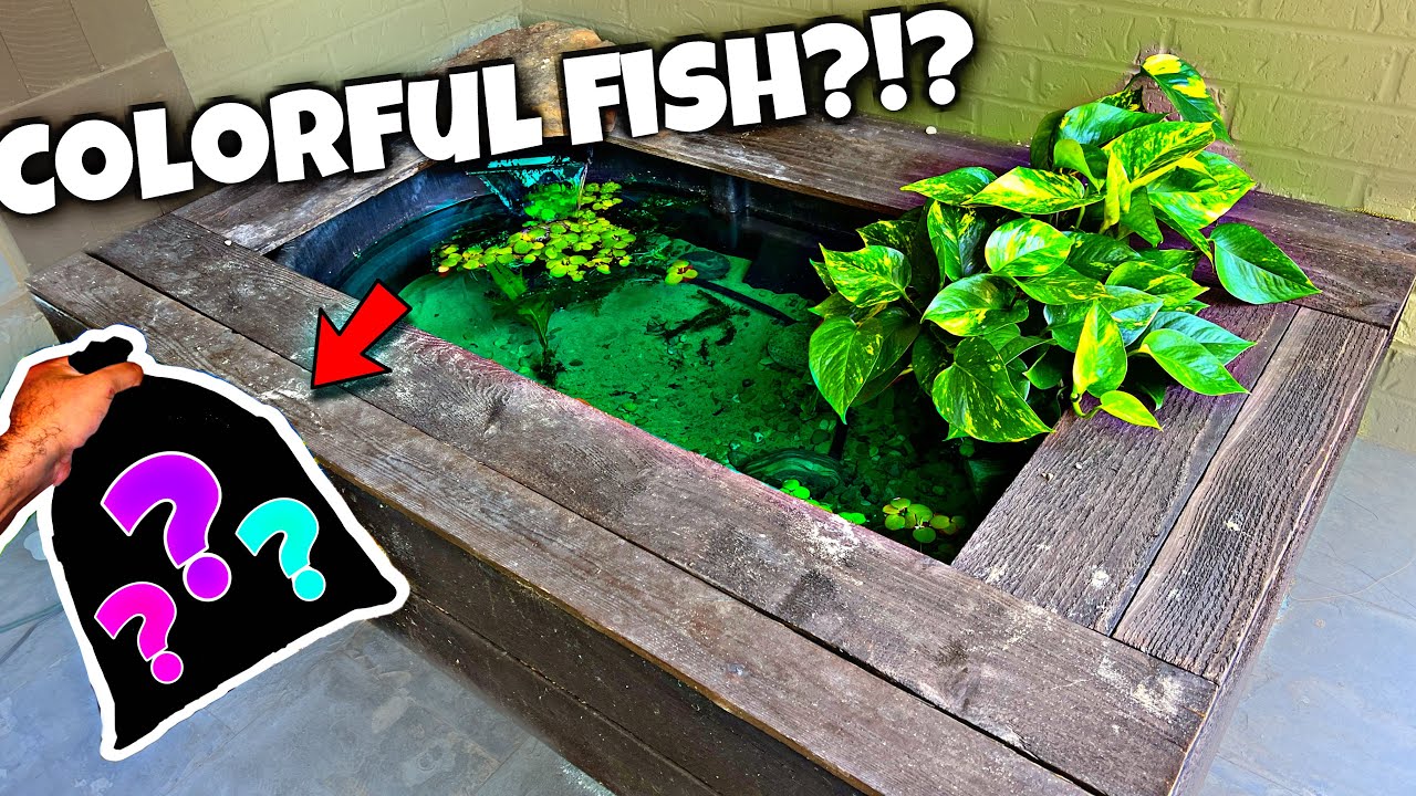 Front Porch Pond Gets Colorful Fish! (DIY Pond) - YouTube