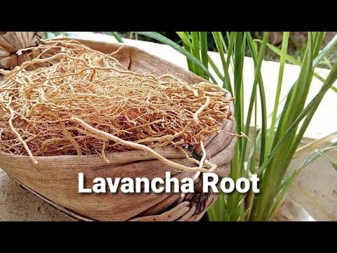 #Lavancha Uses in Kannada #Vetiver Uses