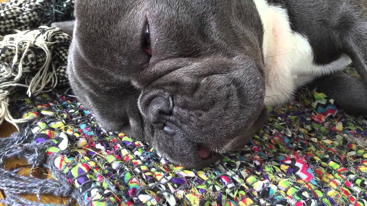 French Bulldog freaks out because of some noise - very funny - YouTube