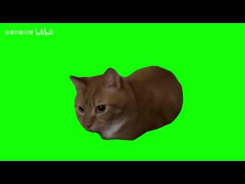 Boing boing cat green screen - YouTube