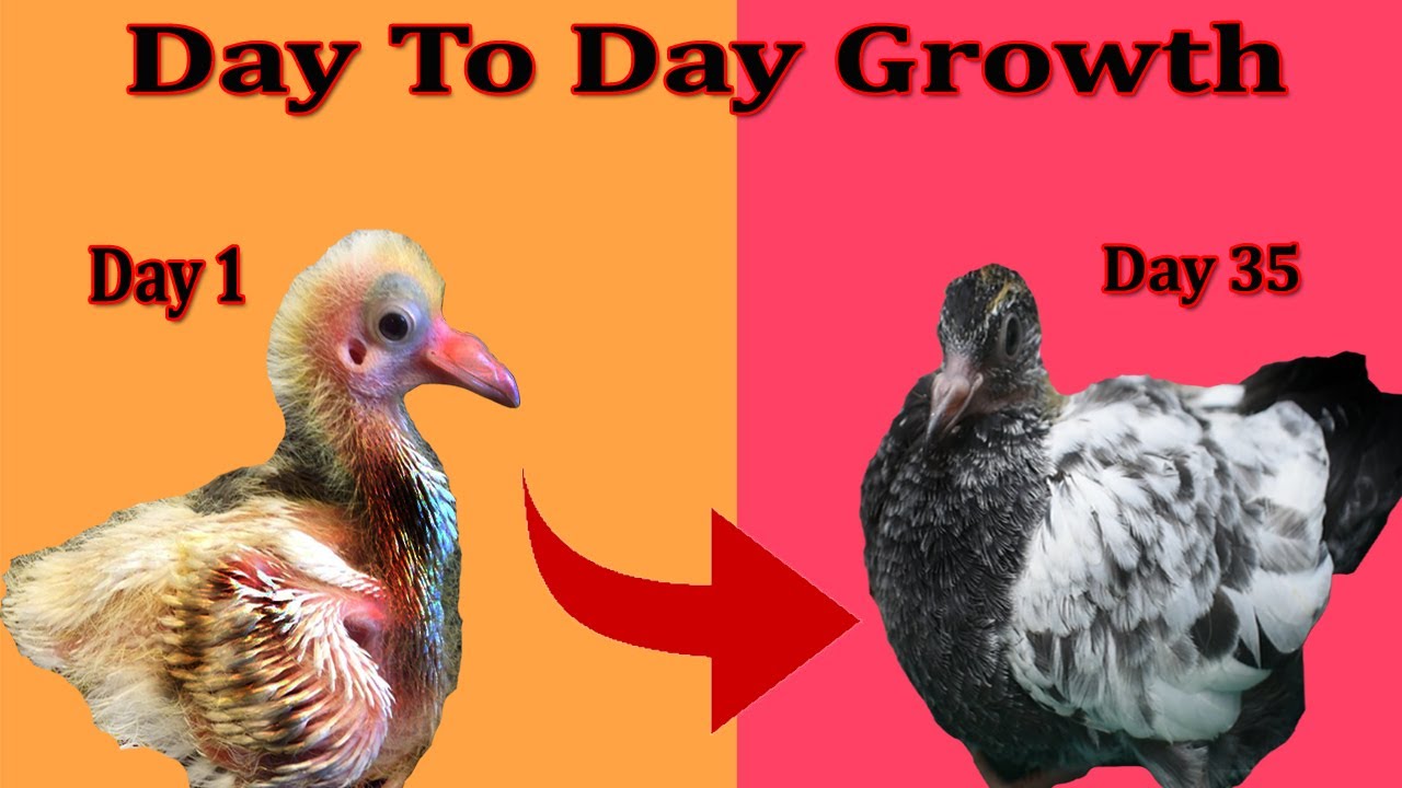 Baby Pigeon Growth | From Hatching To 35 Days old - YouTube