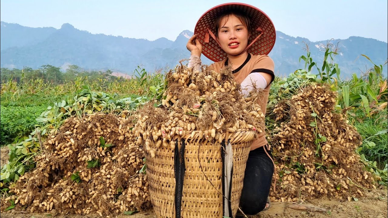 Harvest, garden peanuts bring to the market to sell _clean agricultural ...