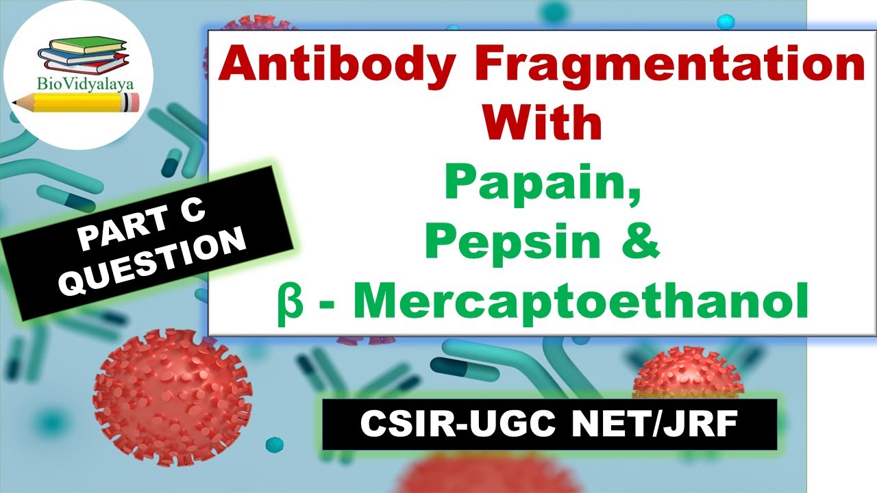 Antibody Fragmentation with Papain, Pepsin and Beta-mercaptoethanol ...