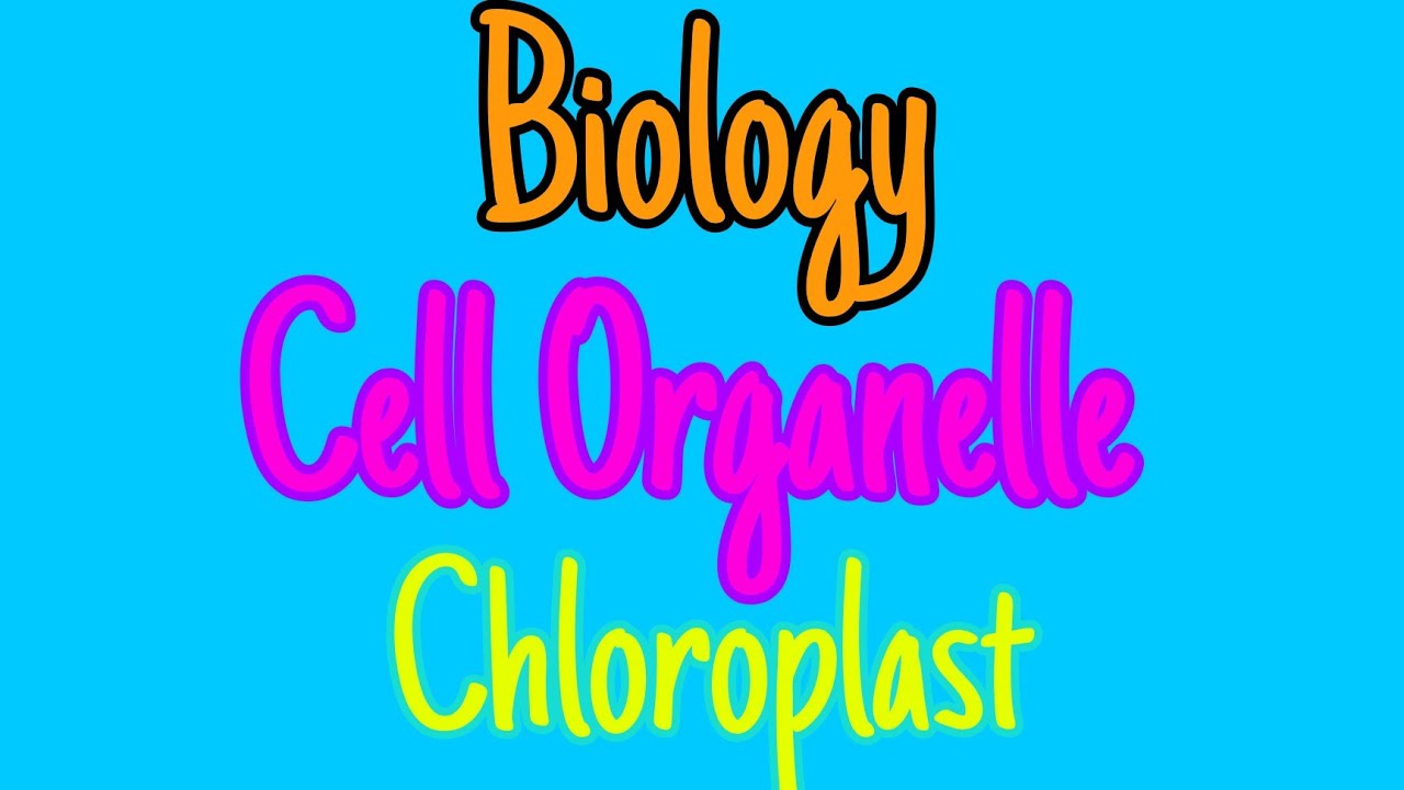 Biology-Chloroplast, NCERT, CBSE, MP BOARD, PLASTIDS, UP TGT, GIC ...