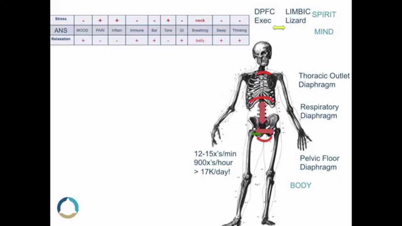 The 3 Diaphragms for Pain Relief - YouTube