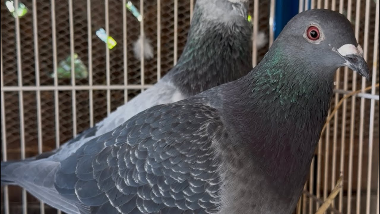 My 2026 Racing Pigeon Breeding Pairs - YouTube