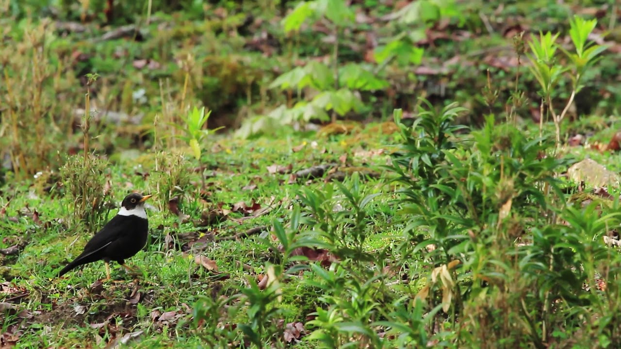 White-collared Blackbird - YouTube