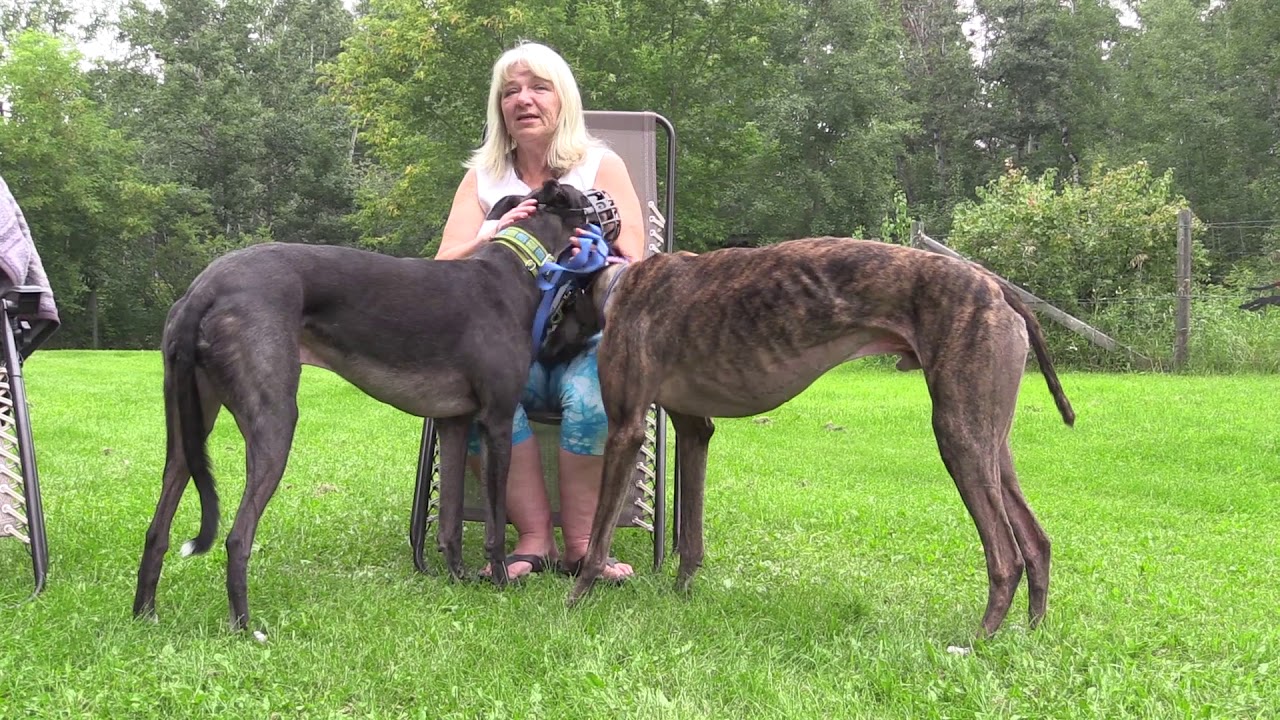 Rescued Greyhounds - YouTube