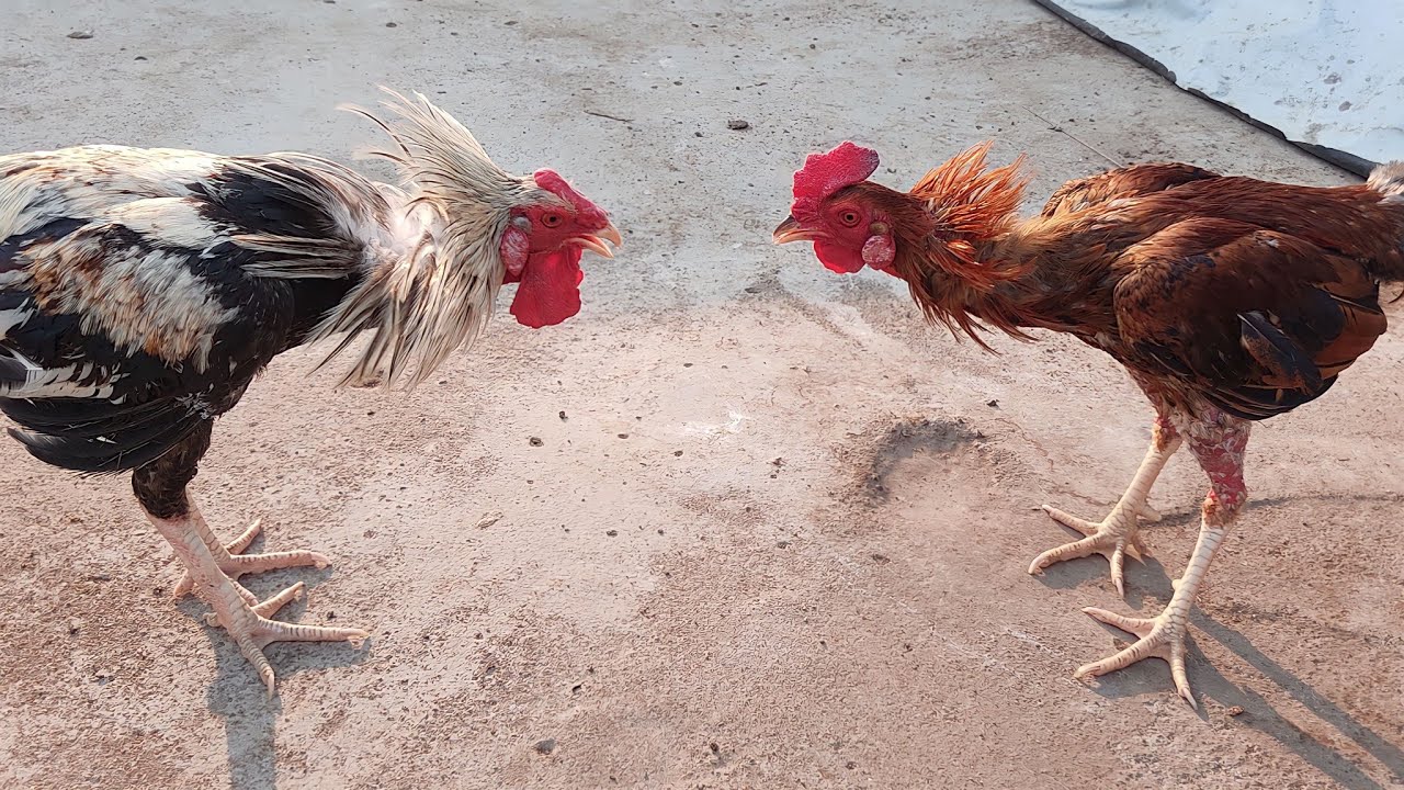 Java Murga Vs Red Rooster || 🐓 - YouTube