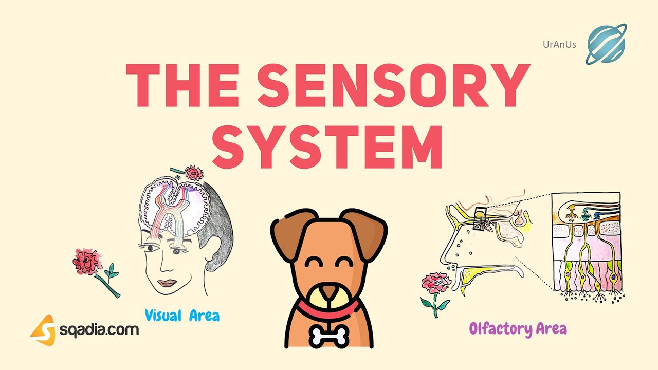 The Sensory System Physiology | Sensory Organs Receptor Types | Medical ...