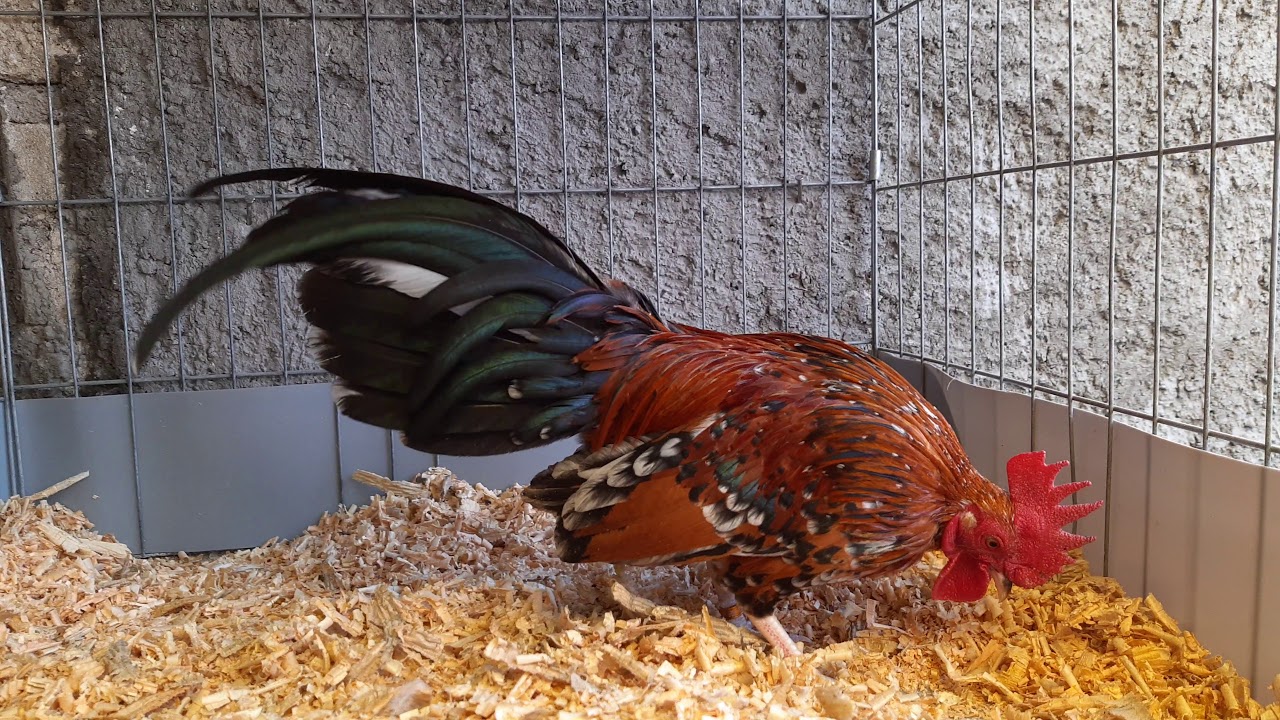 Pollo Mil Flores Reproductor 2019-2020 - YouTube