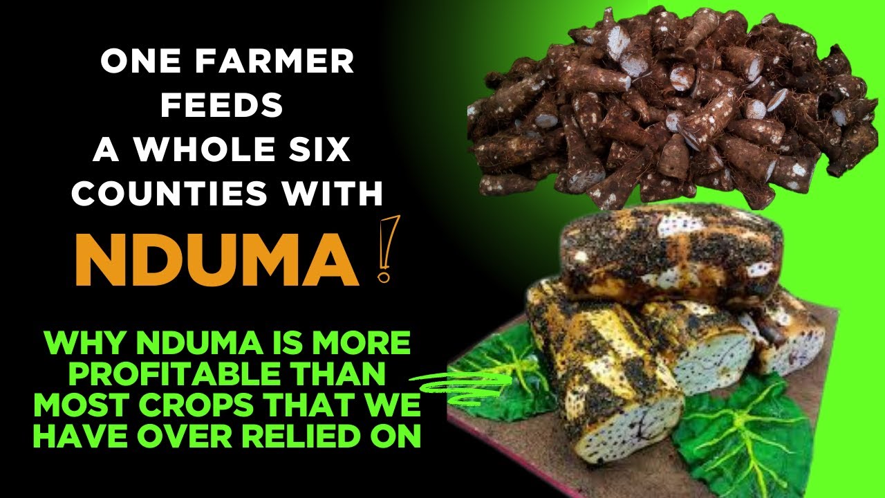 HE FEEDS THE ENTIRE FIVE COUNTIES WITH NDUMA FOR A DECADE AND AHALF NOW ...