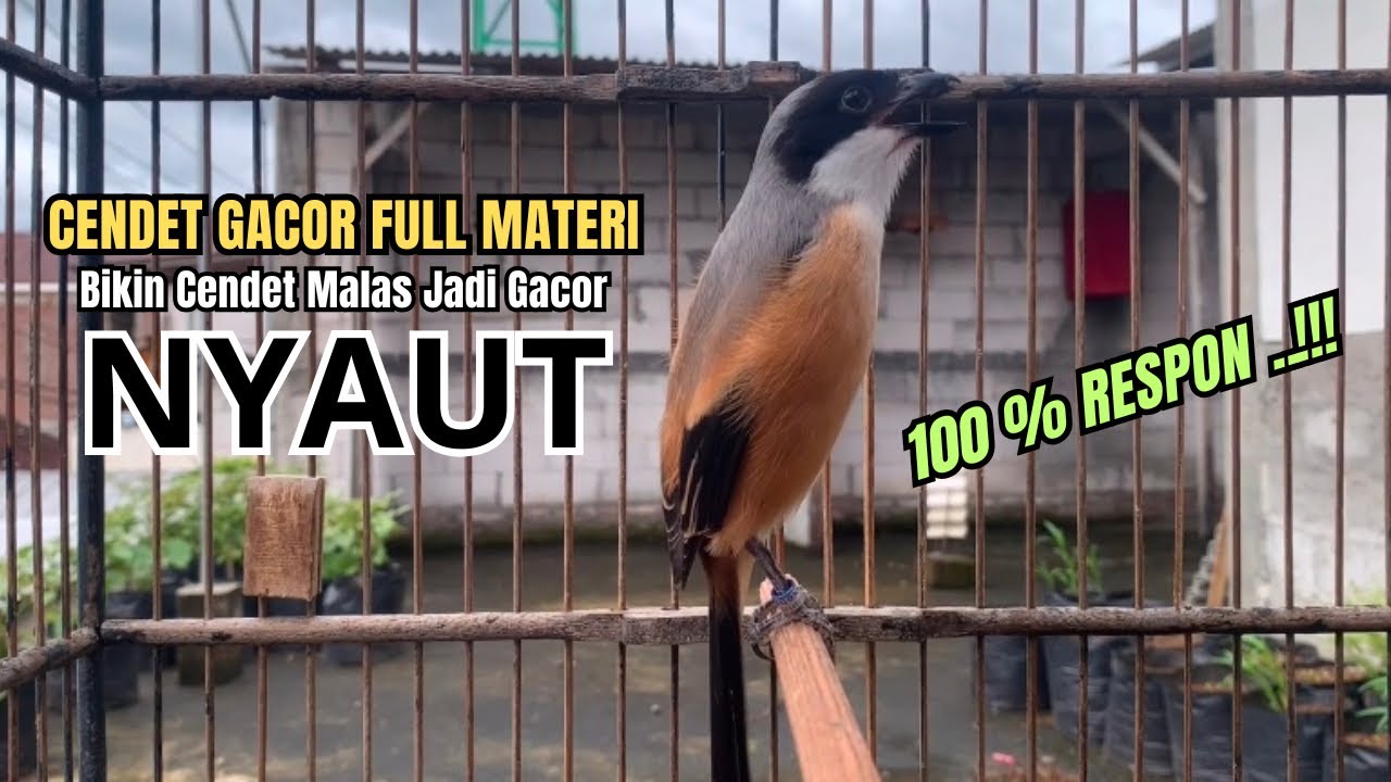 kicau cendet gacor AMPUH EMOSI, buat PANCINGAN CENDET AGAR BUNYI ...