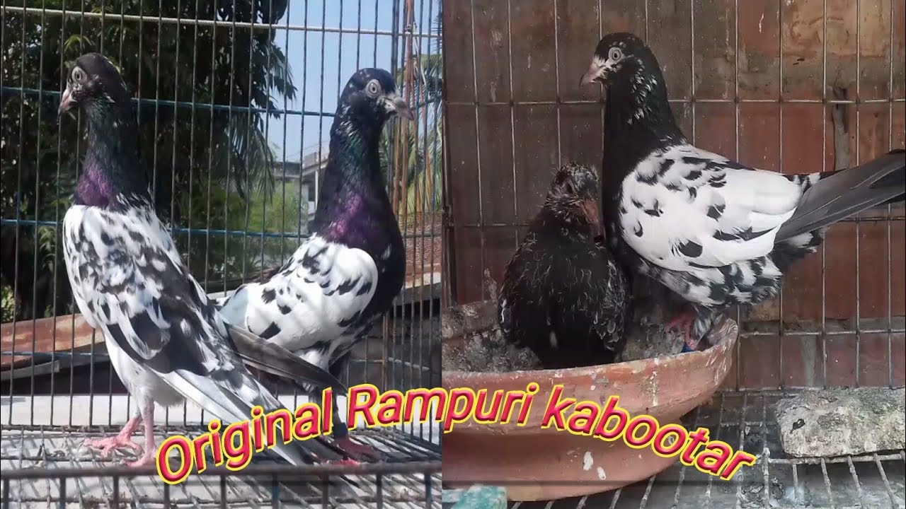 Original Rampuri kabootar, Rampuri High Flyers pigeon, Bangladesh - YouTube