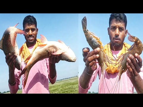 Rohu Fishing & Big Jhinga Fishing Videos - YouTube