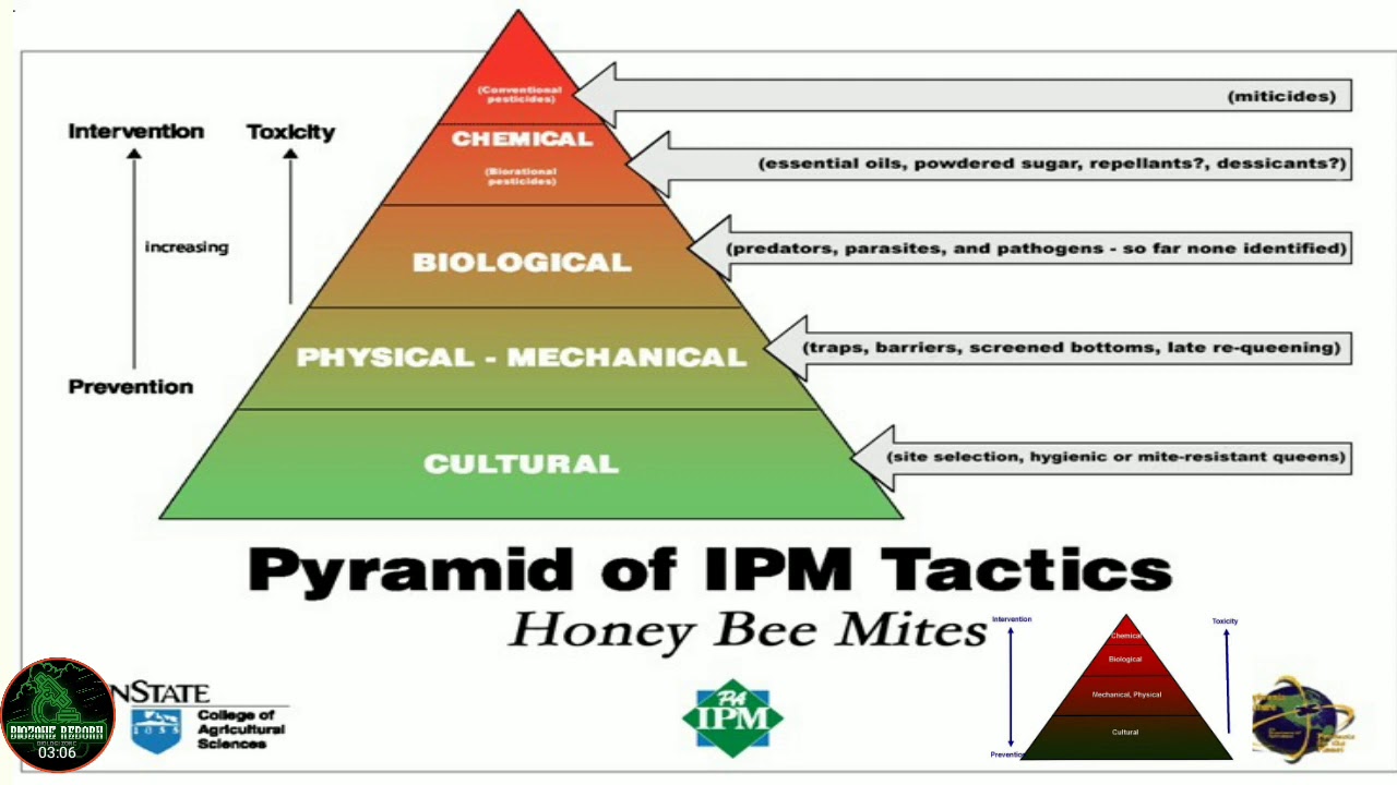 Piramida PHT (Pyramid of IPM) - YouTube