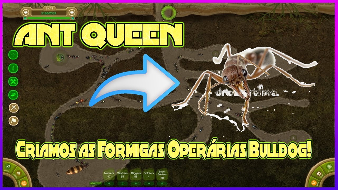 ANT QUEEN: CRIANDO AS FORMIGAS OPERÁRIAS, CUIDADO COM A BULLDOG! - YouTube