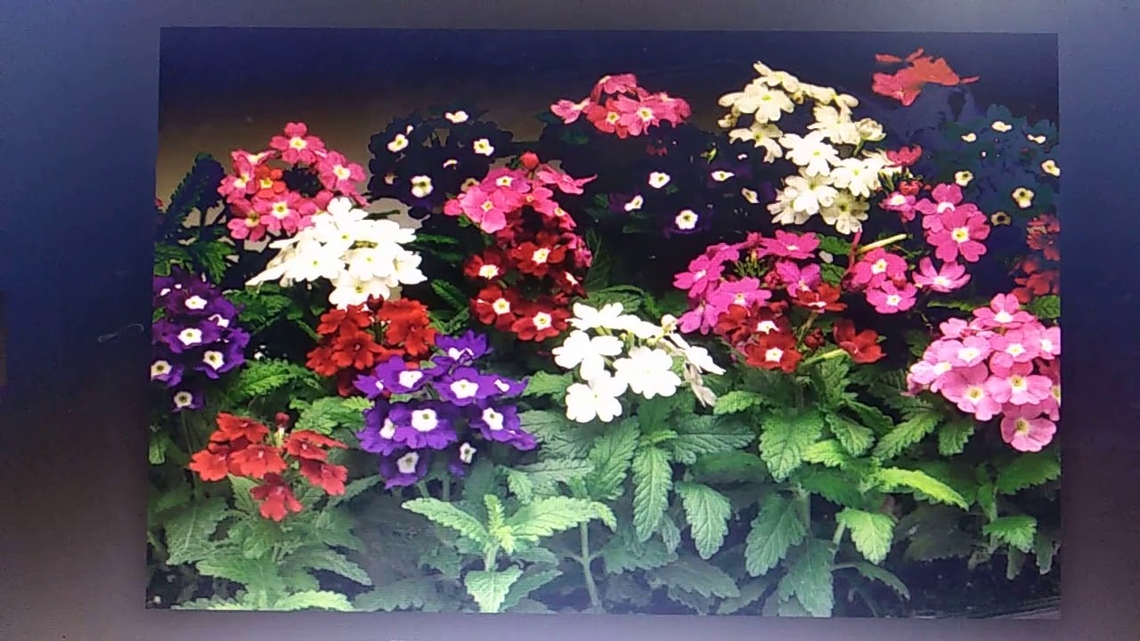 155: How do I care for winter flower verbena.How to grow and care ...