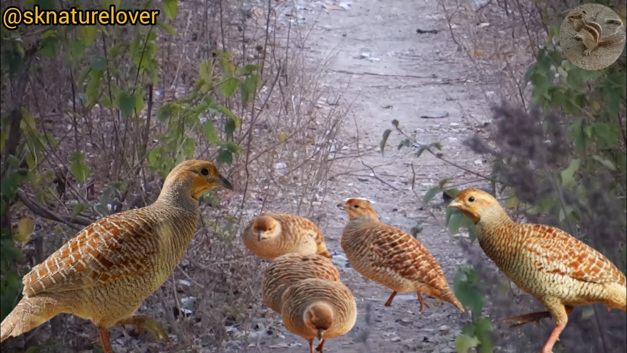जंगली तीतर || big quail || natural beauty of quail || 4k nature video # ...