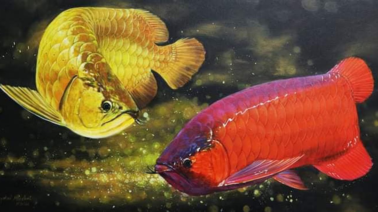High quality beautiful Arrowana Fish in tank - YouTube